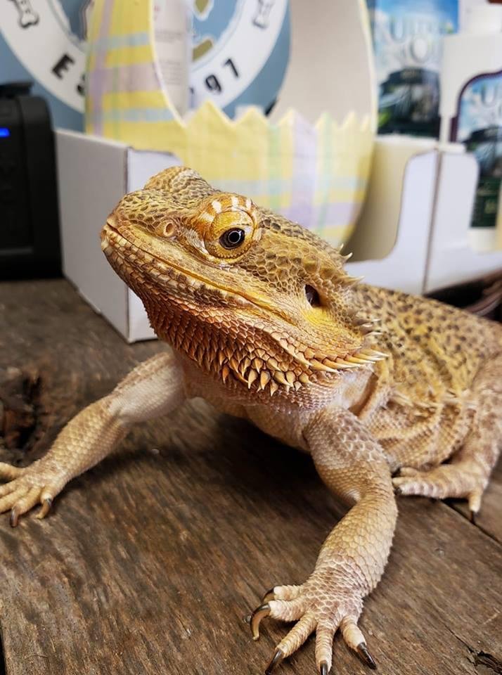 Jodi Chats With The Reptile Expert - Paws Inn Pet Essentials