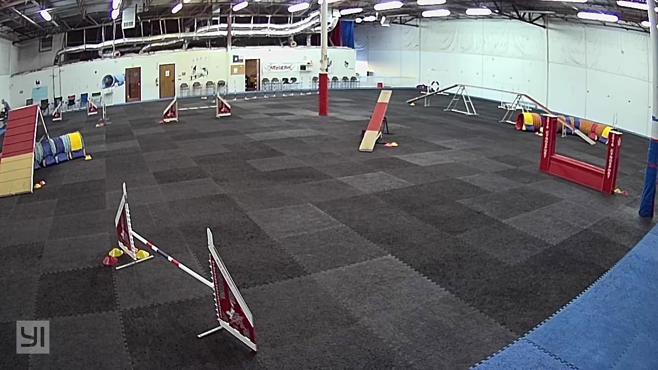 Open Agility Practice - All FUR Fun Training And Event Center