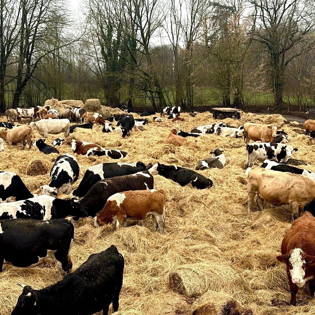 Öffnungszeiten GUT STRETENSE Stretense 39 in Pelsin