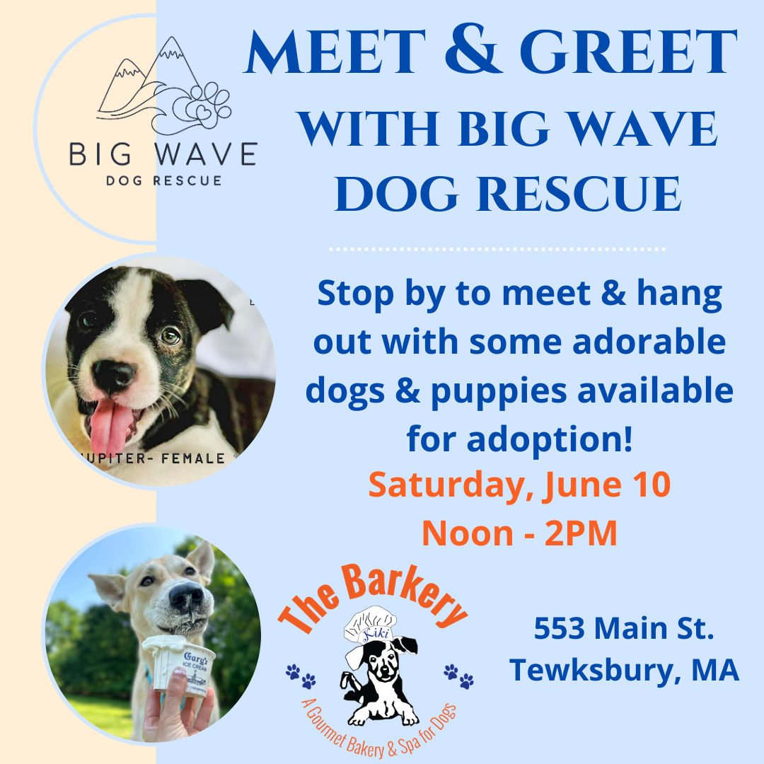 Meet & Greet With Big Wave Dog Rescue - The Barkery