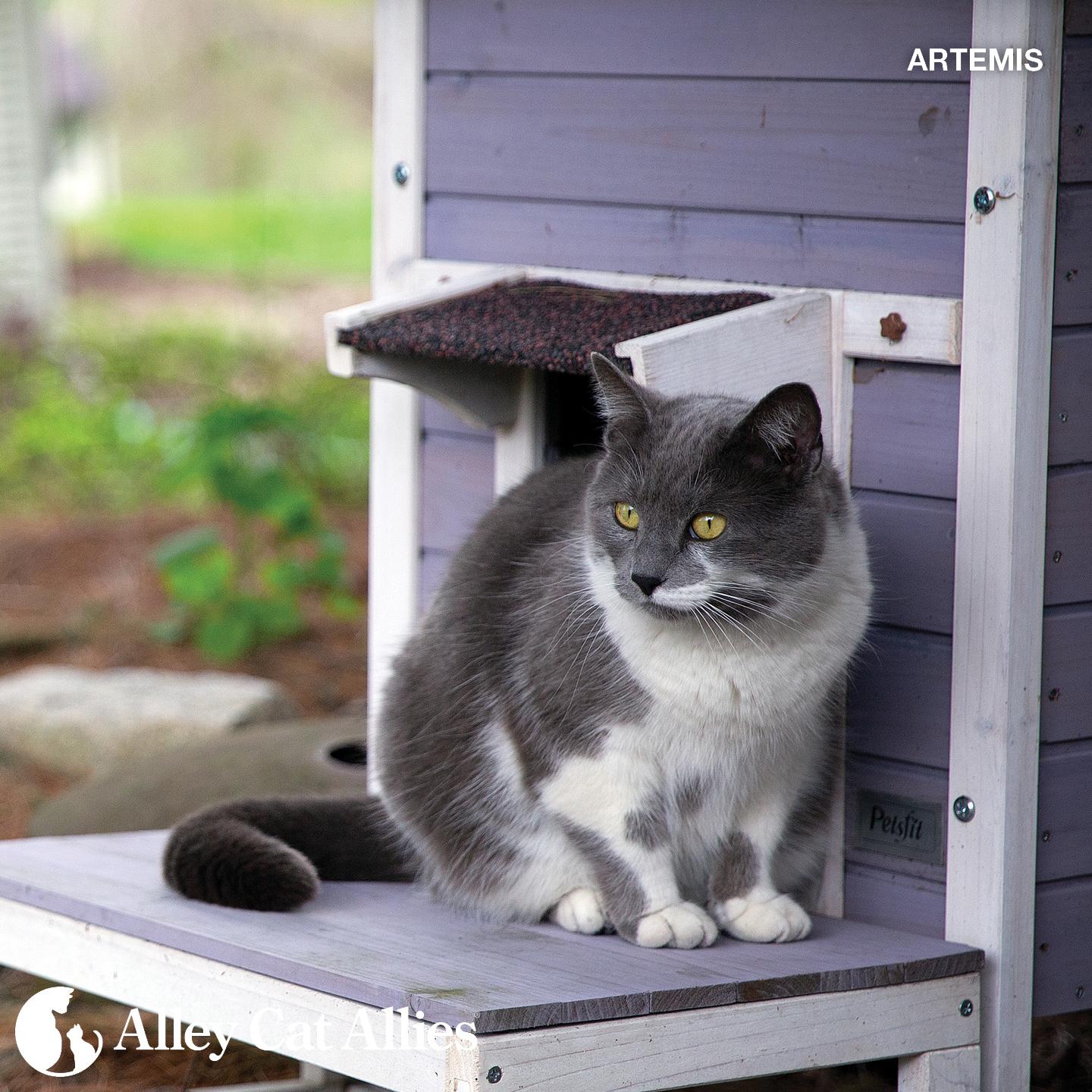 Alley Cat Allies in Bethesda, MD 20814 - (240) 4...