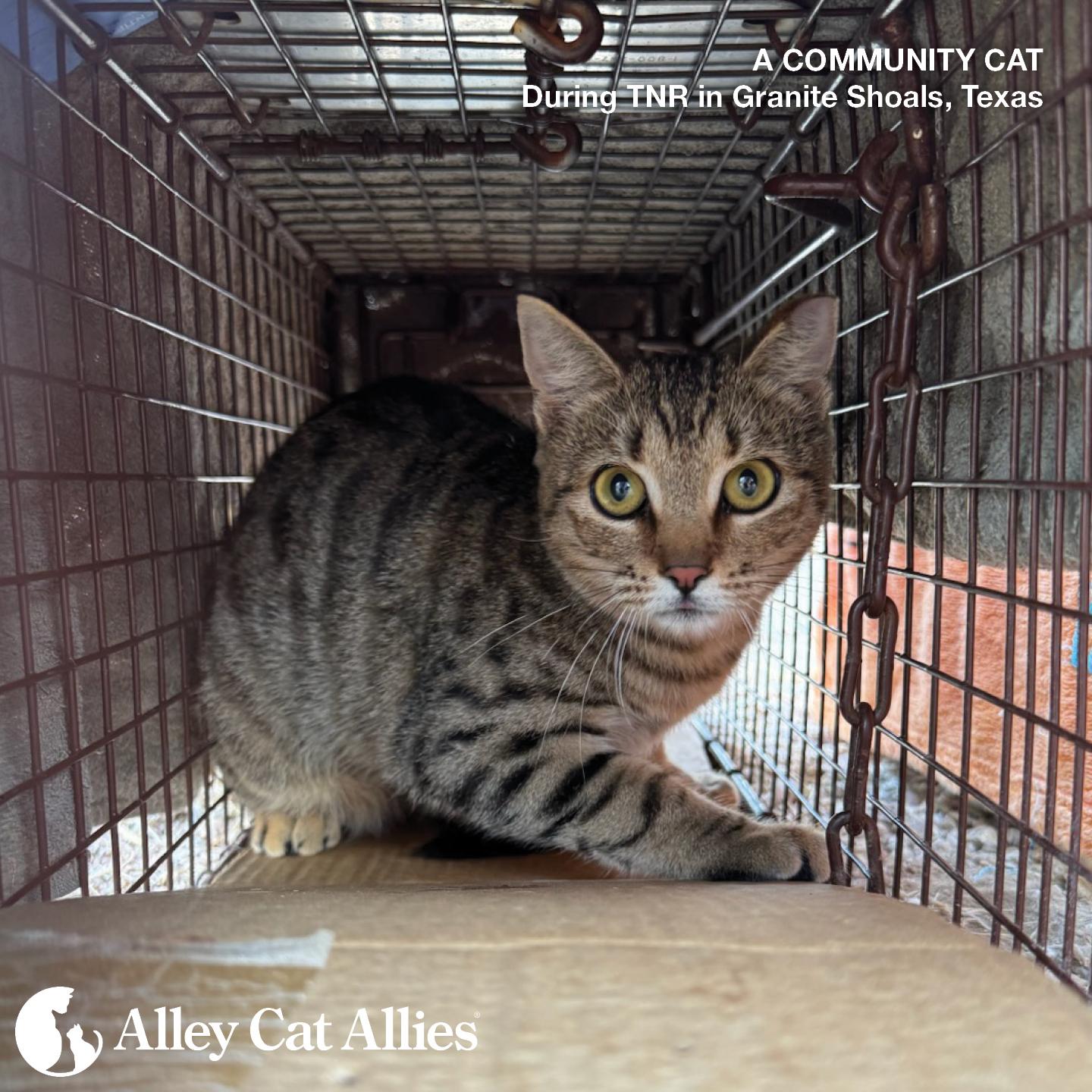 Alley Cat Allies in Bethesda, MD 20814 - (240) 4...