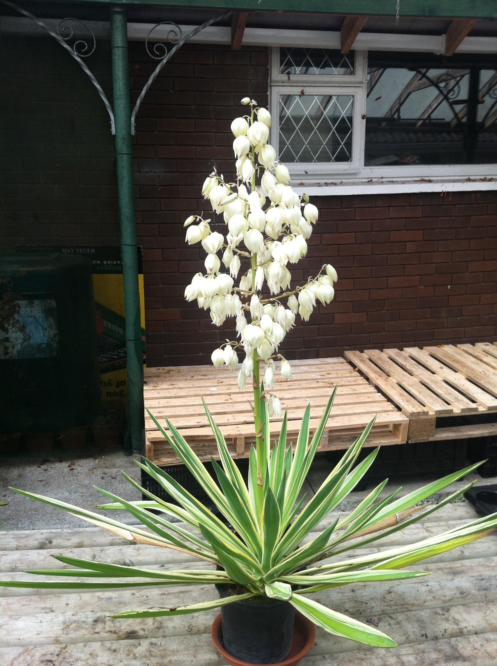 Rathmore Garden Centre in Athboy | Garden Centres | goldenpages.ie