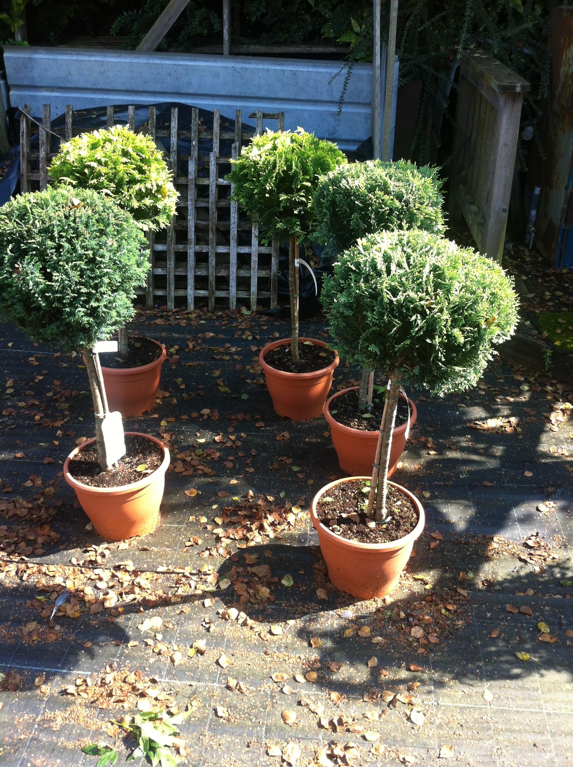 Rathmore Garden Centre in Athboy | Garden Centres | goldenpages.ie