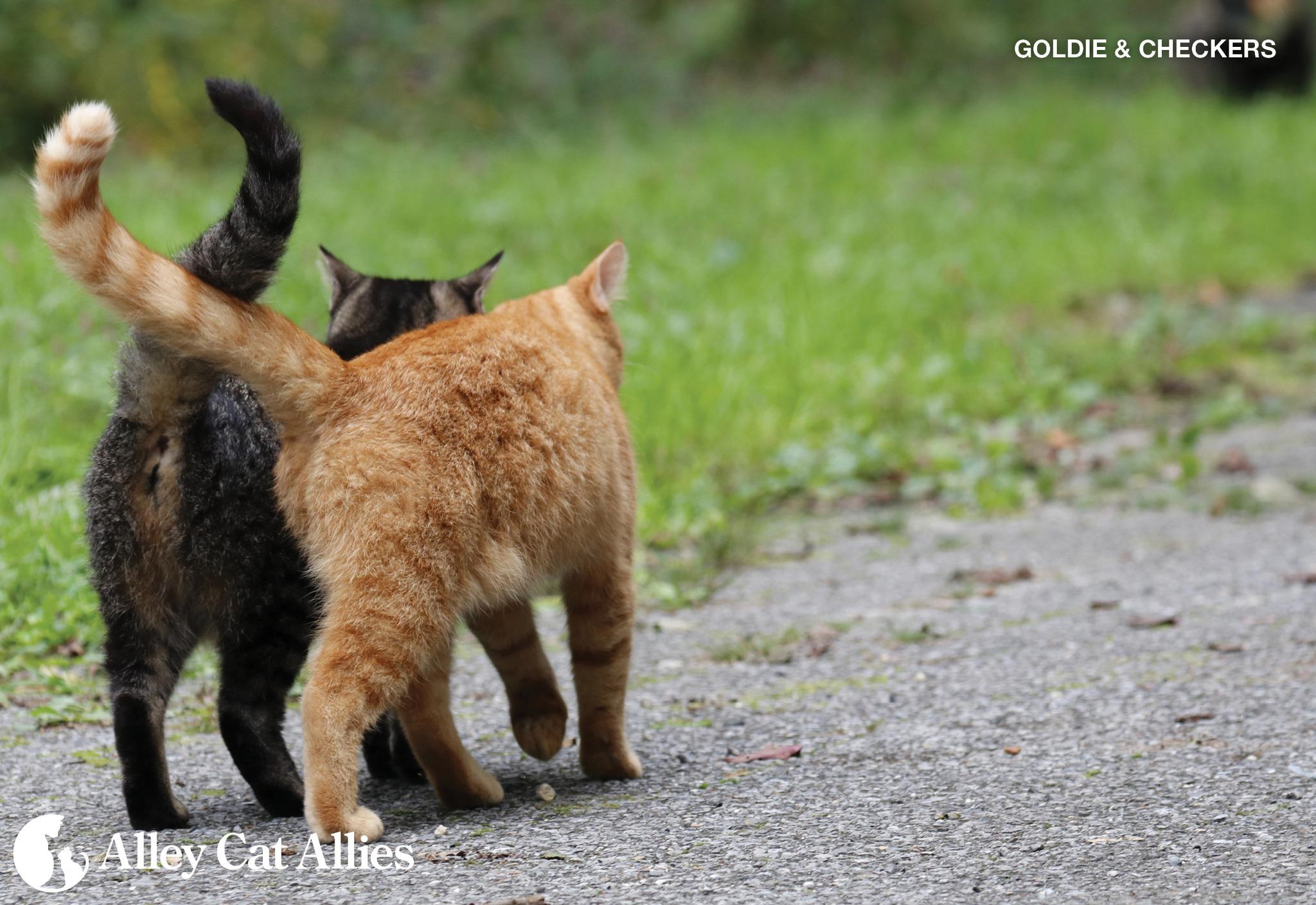 Alley Cat Allies in Bethesda, MD 20814 - (240) 4...