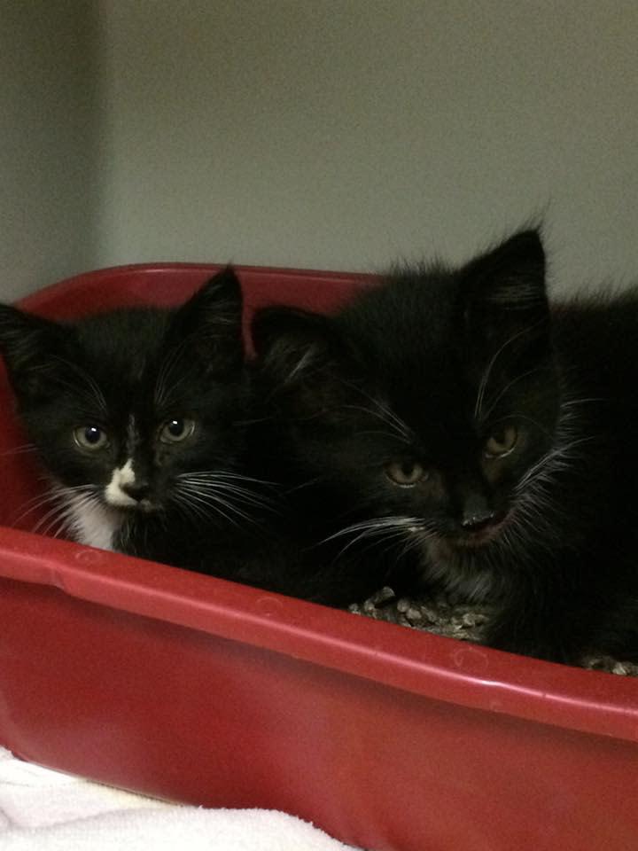 Dover Area Animal Hospital, 5030 Carlisle Rd, Dover, PA - MapQuest