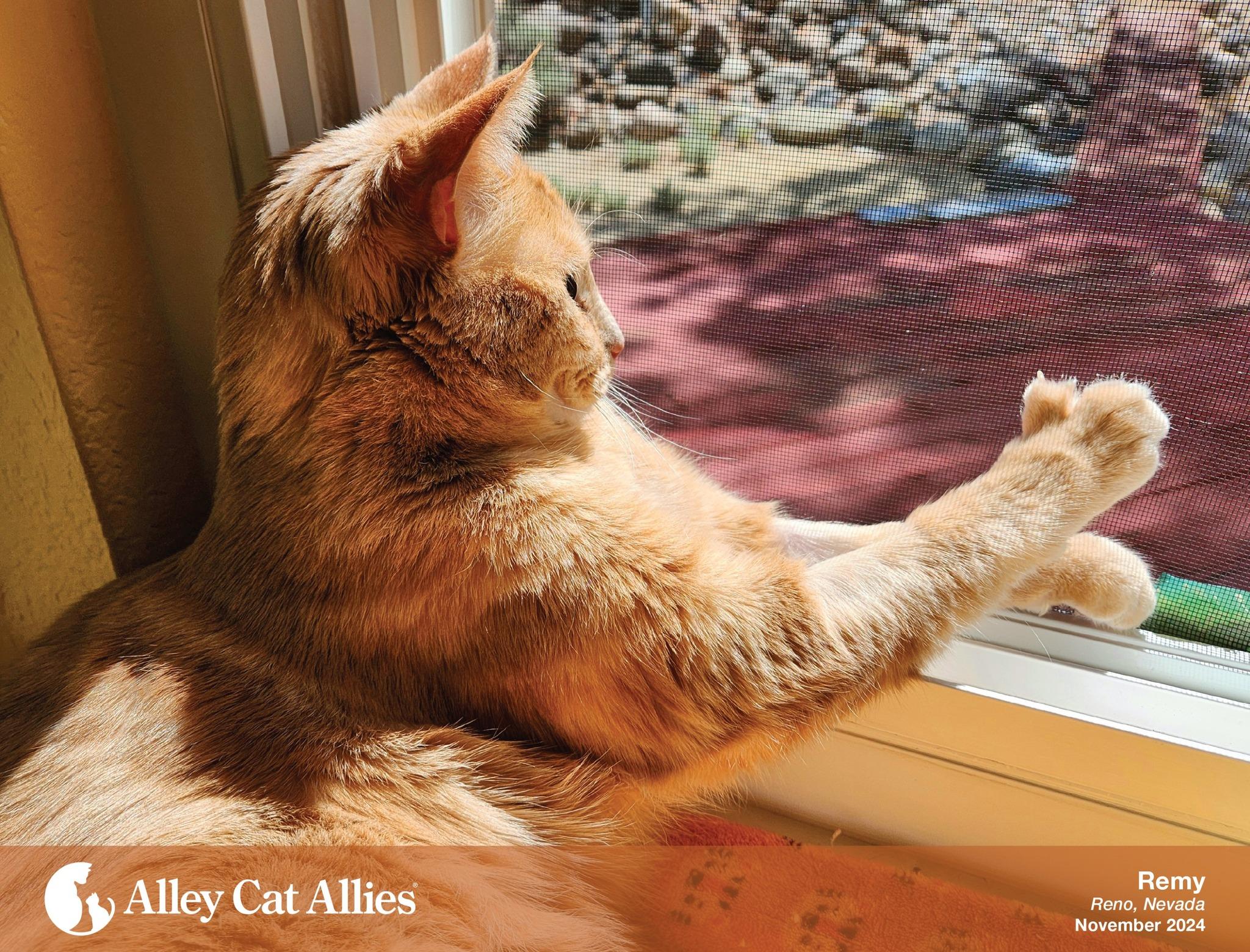Alley Cat Allies in Bethesda, MD 20814 - (240) 4...