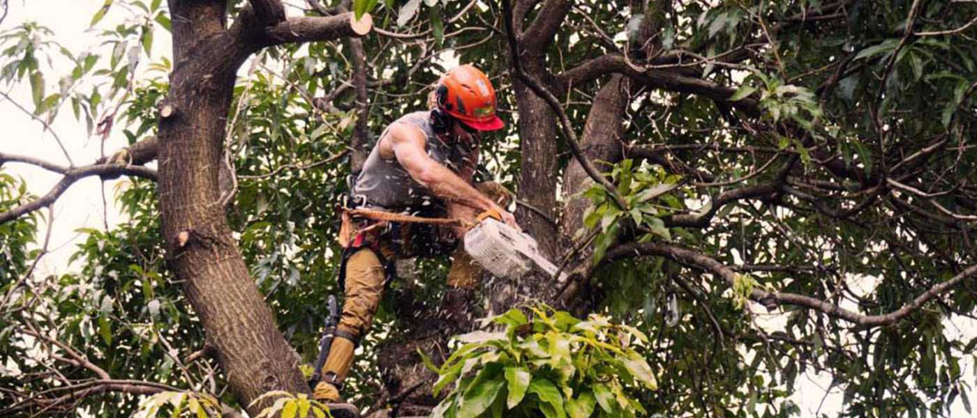 Ellis Tree & Outdoor Services LLC - Stump Removal - Culpeper, VA 22701