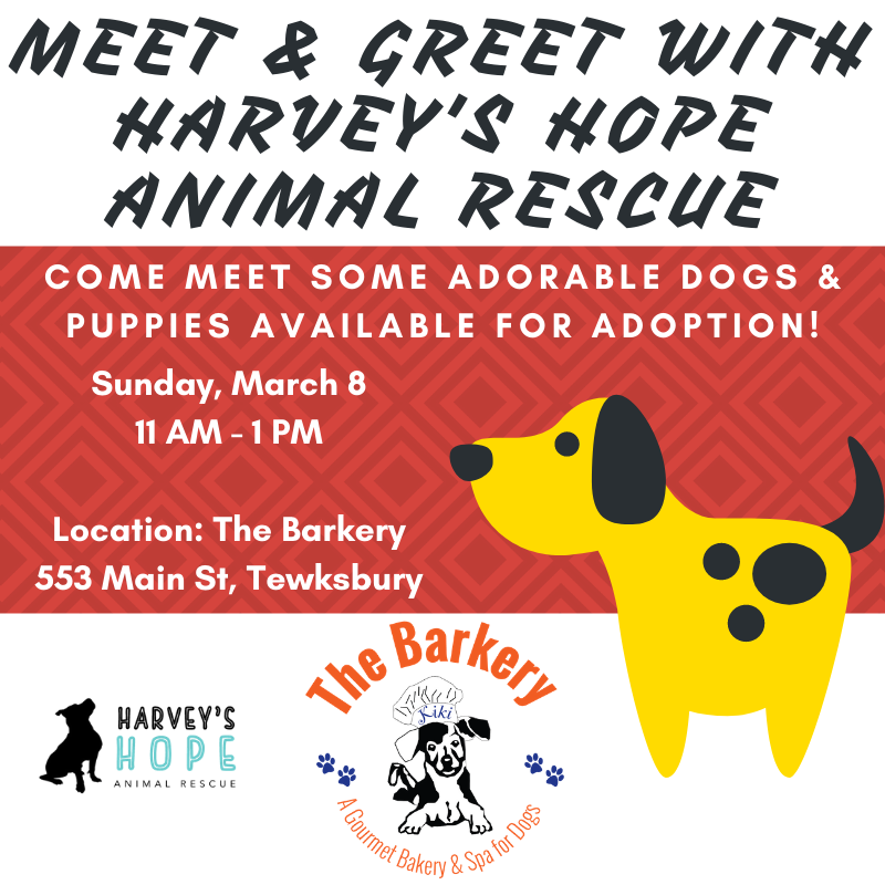 Meet & Greet With Harvey's Hope Animal Rescue - The Barkery