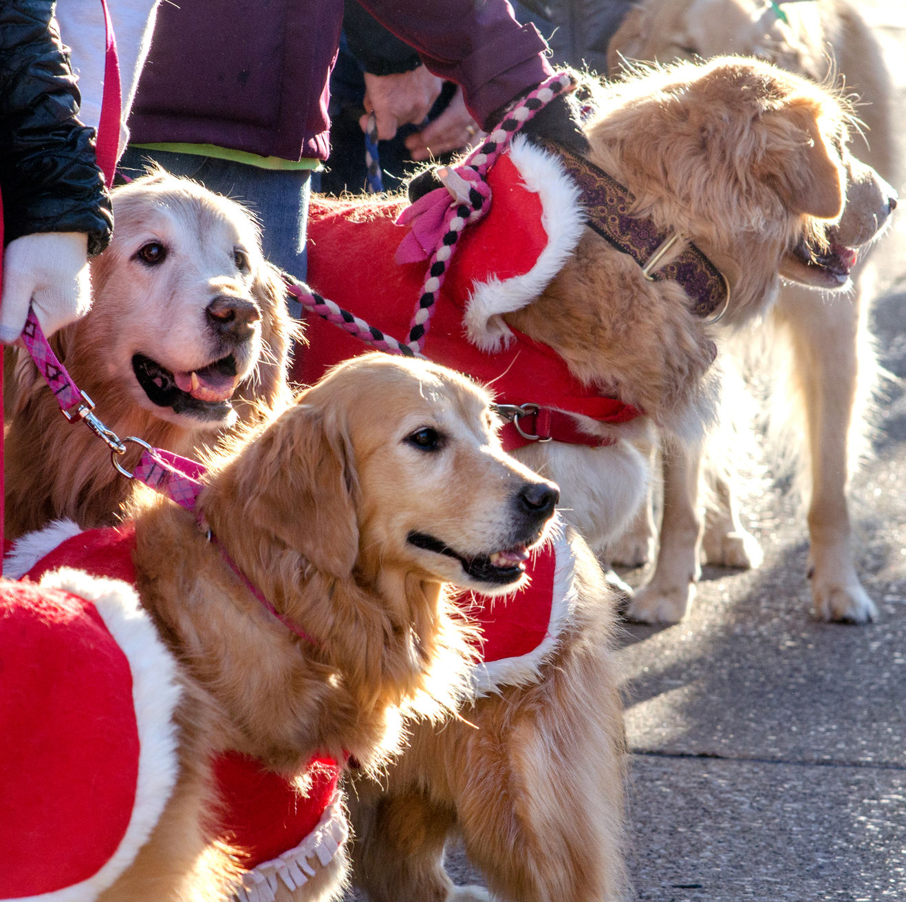 Light Up The Square And Holiday Pet Parade - Four Muddy Paws