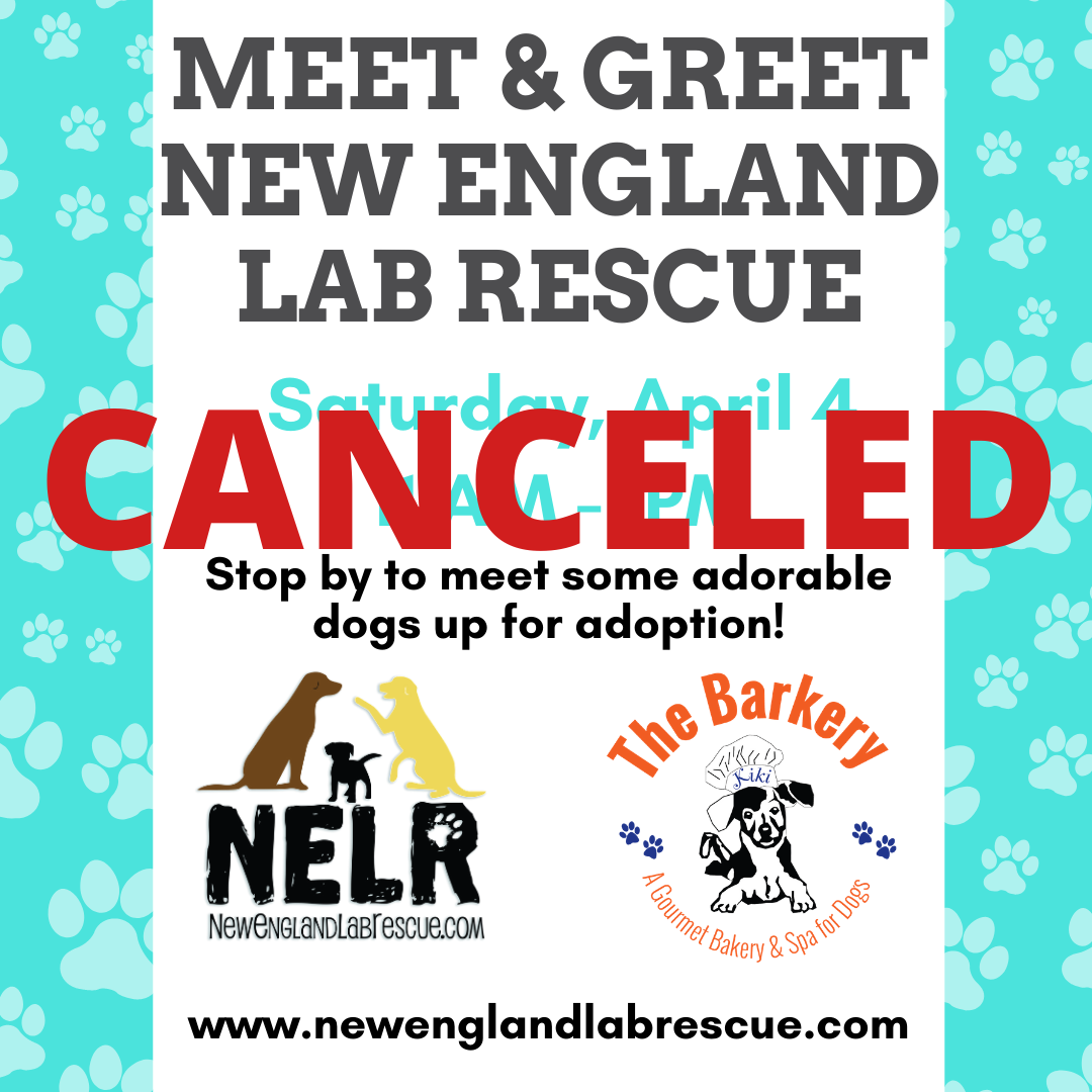 Meet & Greet With New England Lab Rescue - CANCELED - The Barkery