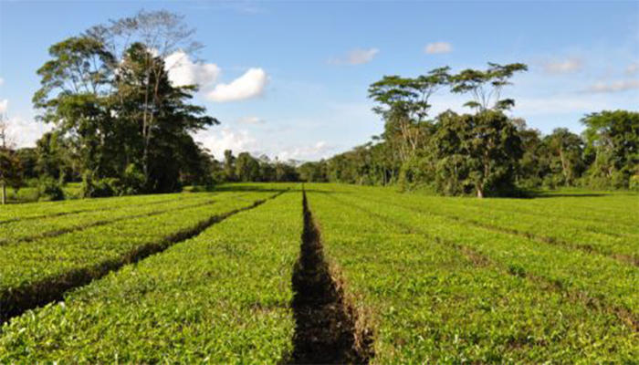 COMPAÑÍA ECUATORIANA DEL TÉ CETCA C. A.