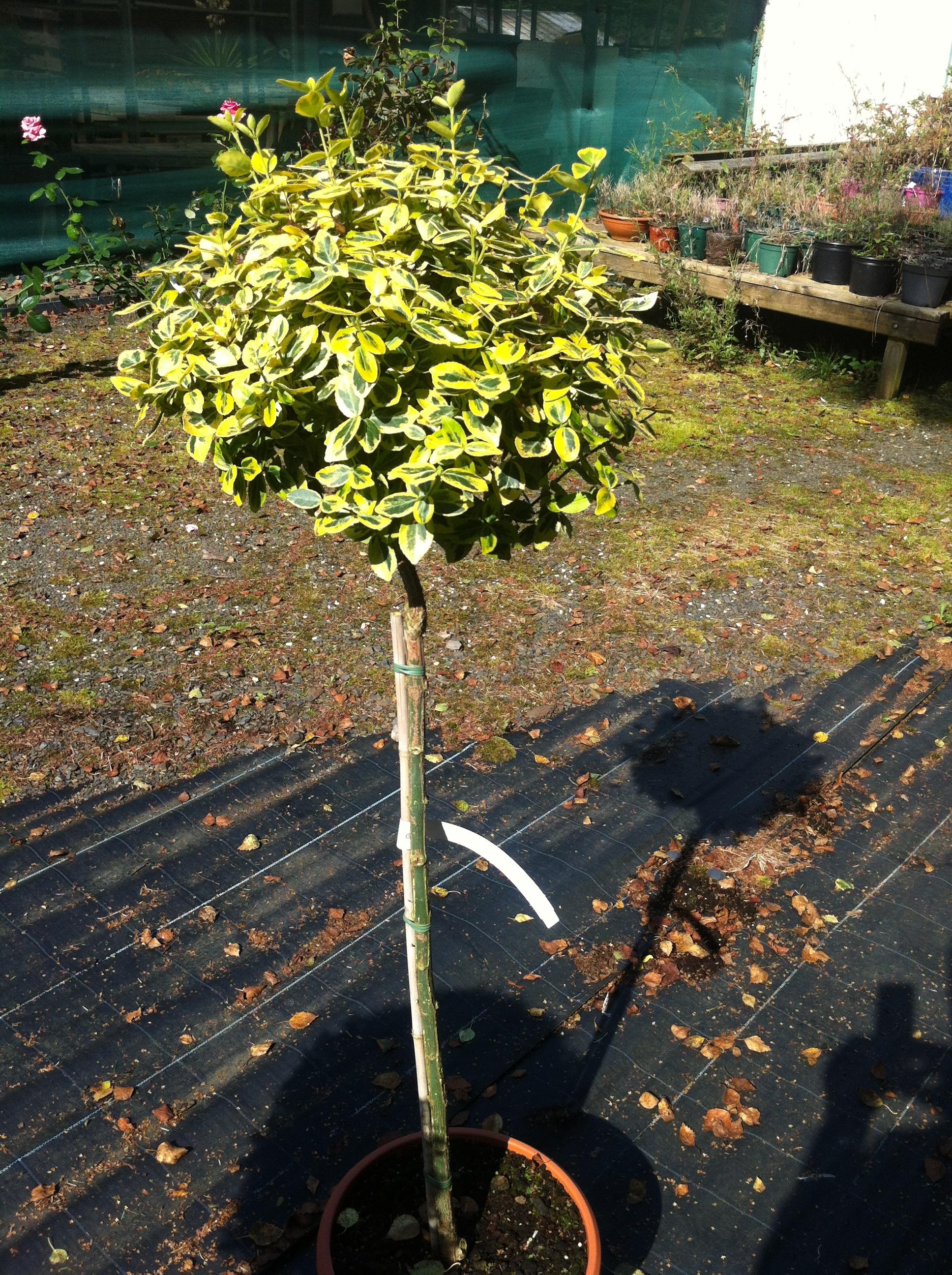 Rathmore Garden Centre in Athboy | Garden Centres | goldenpages.ie