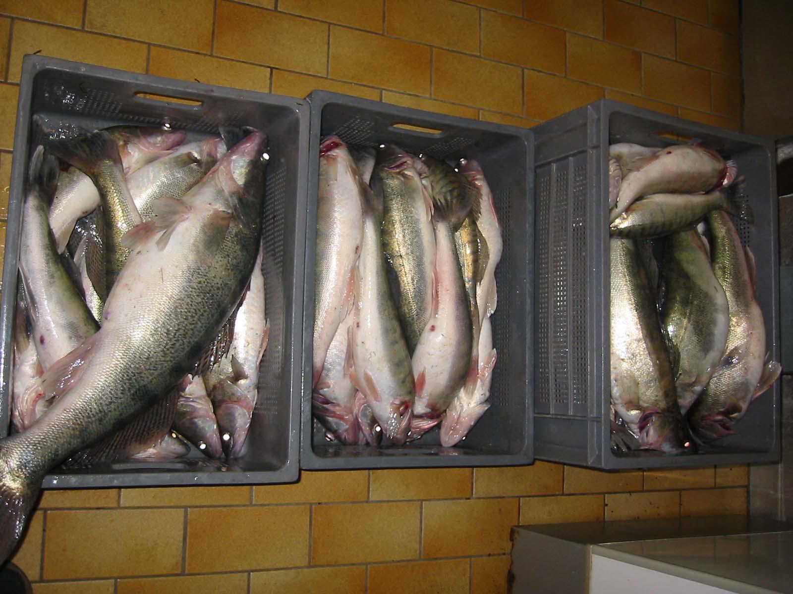 Bodenseefischerei Kaulitzki in Wasserburg (Bodensee) – speisekarte.de