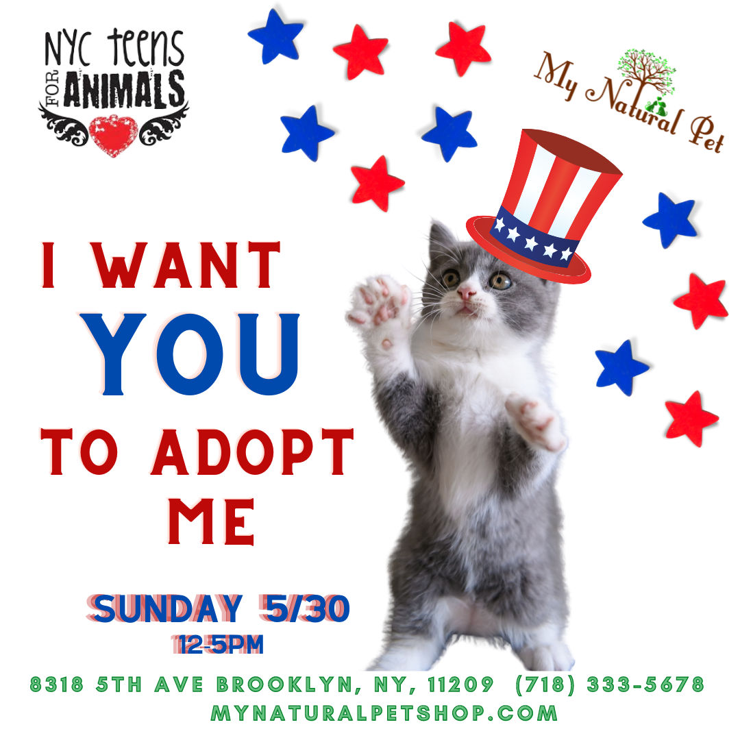 CAT & KITTEN ADOPTION EVENT IN BAY RIDGE - My Natural Pet