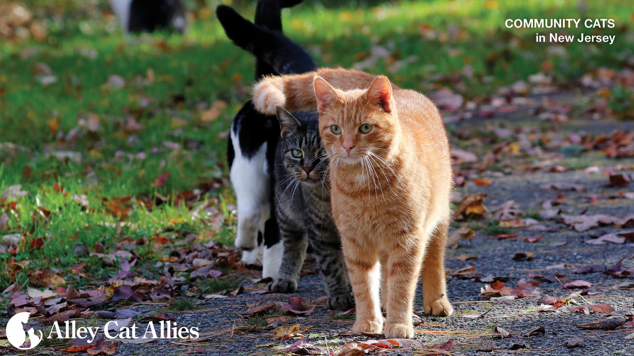 Alley Cat Allies in Bethesda, MD 20814 - (240) 4...