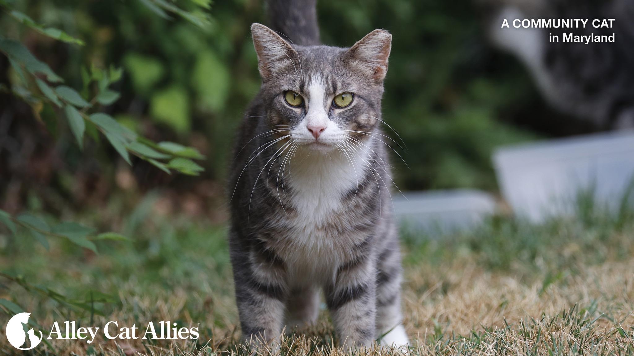 Alley Cat Allies in Bethesda, MD 20814 - (240) 4...