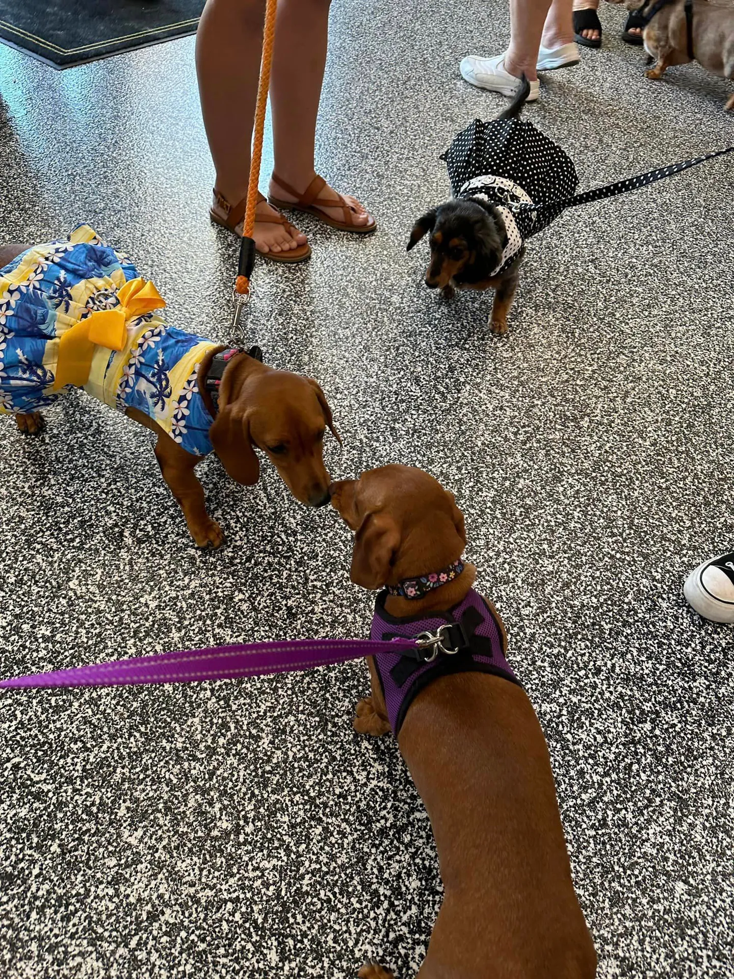 Dachshunds Meetup At Bark & Luv - Bark & Luv