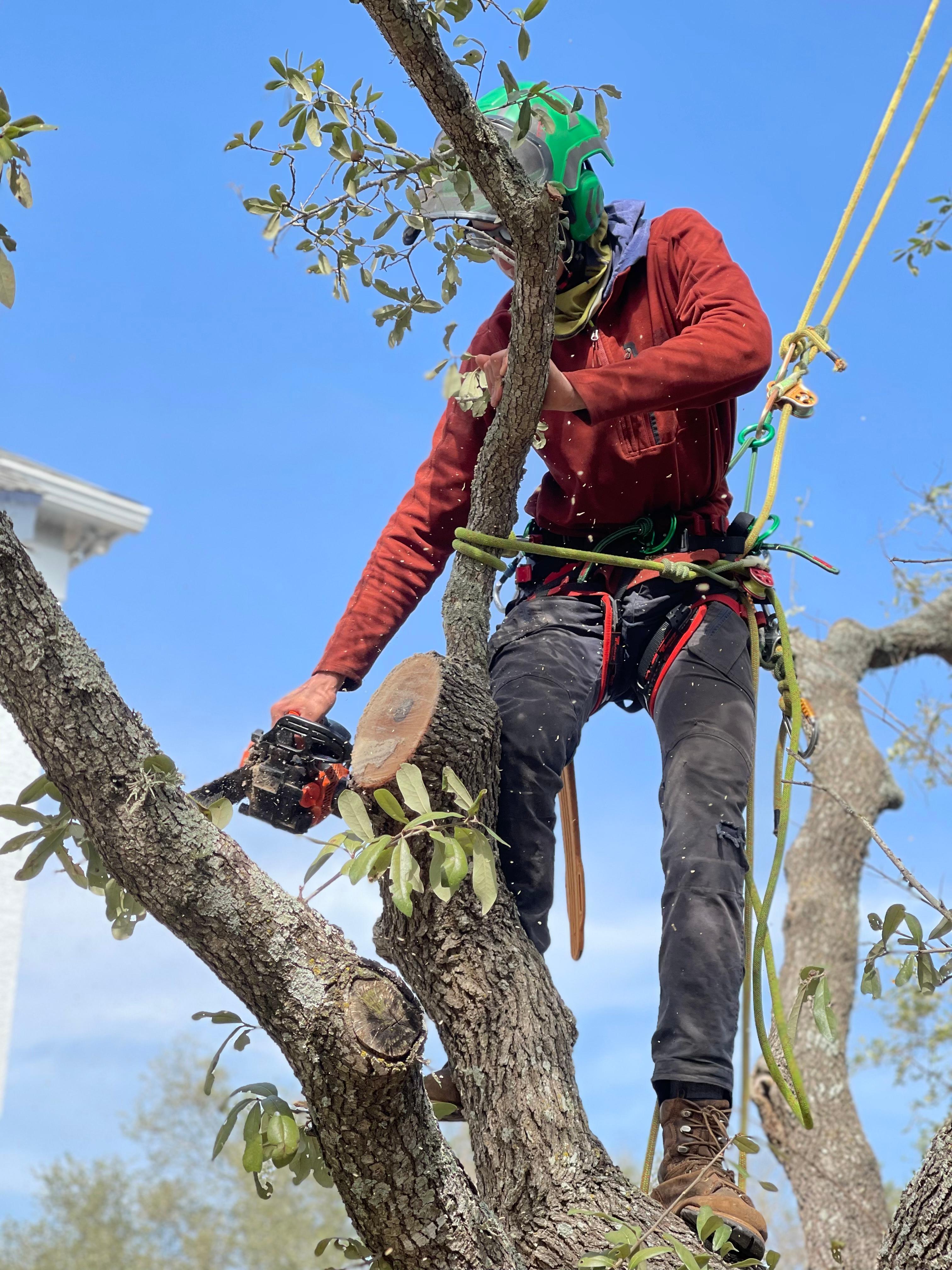 Sertich Tree Solutions in San Antonio, Texas 78248 - (210) 898-4956 ...