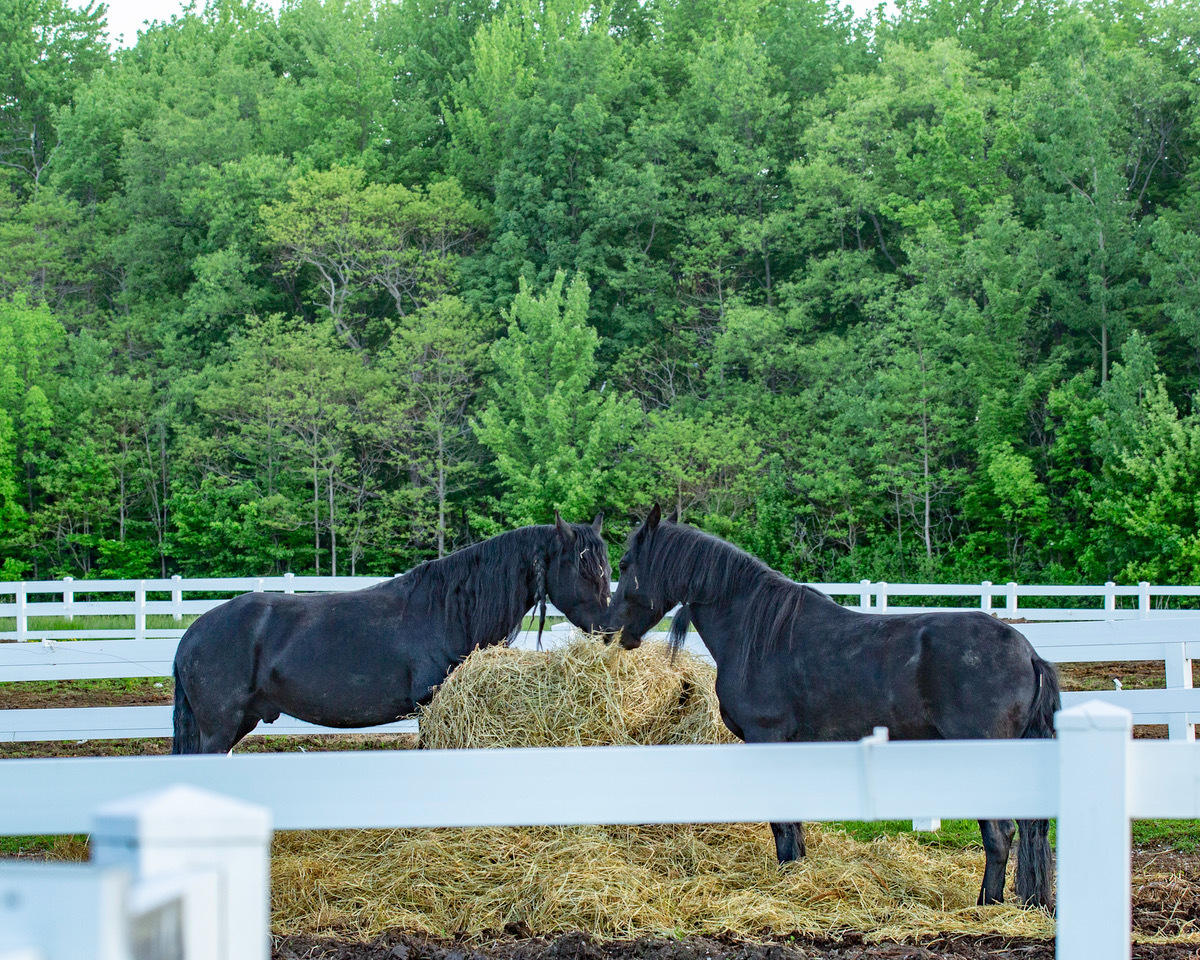 TRINITY EQUESTRIAN CENTER LLC