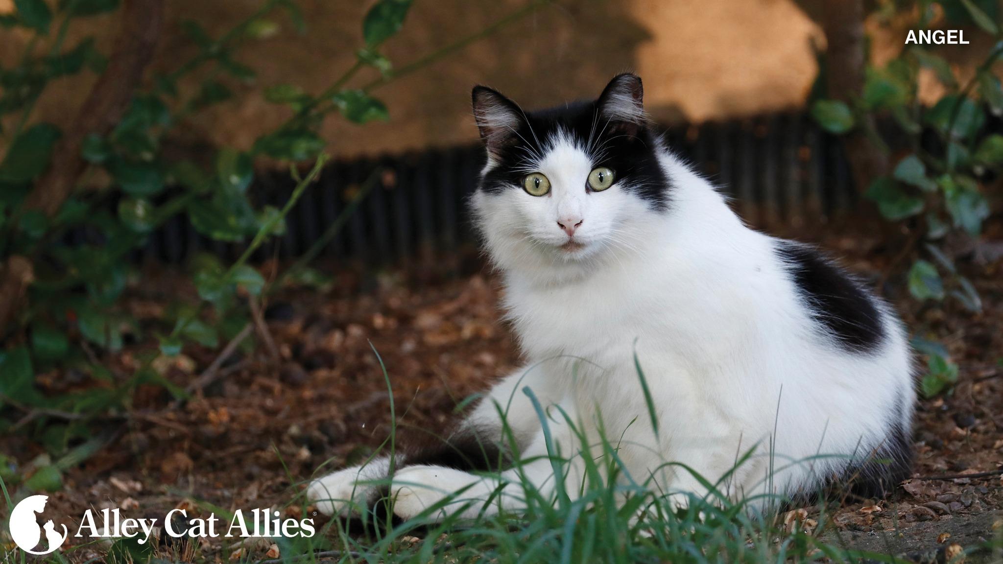 Alley Cat Allies in Bethesda, MD 20814 - (240) 4...